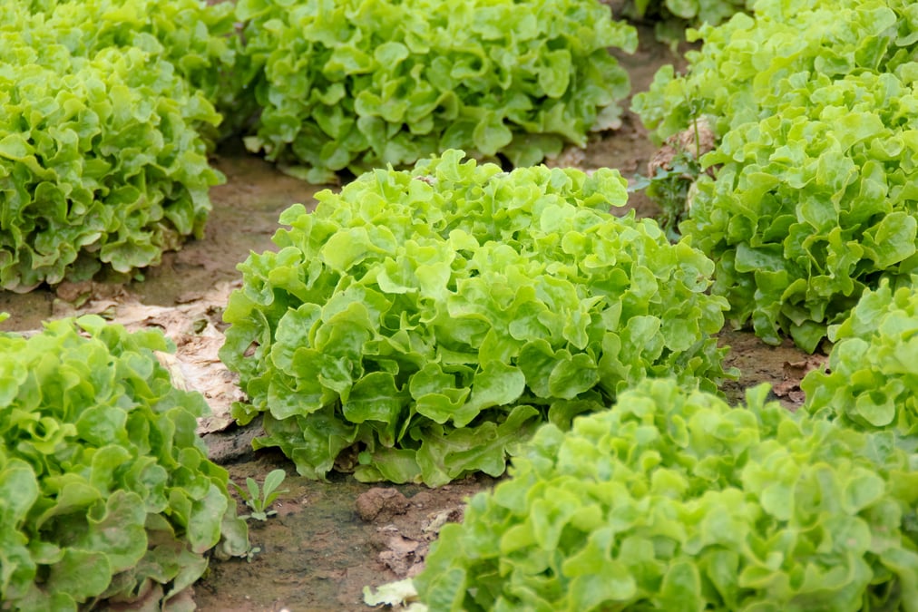 Consejos para mantener la lechuga fresca