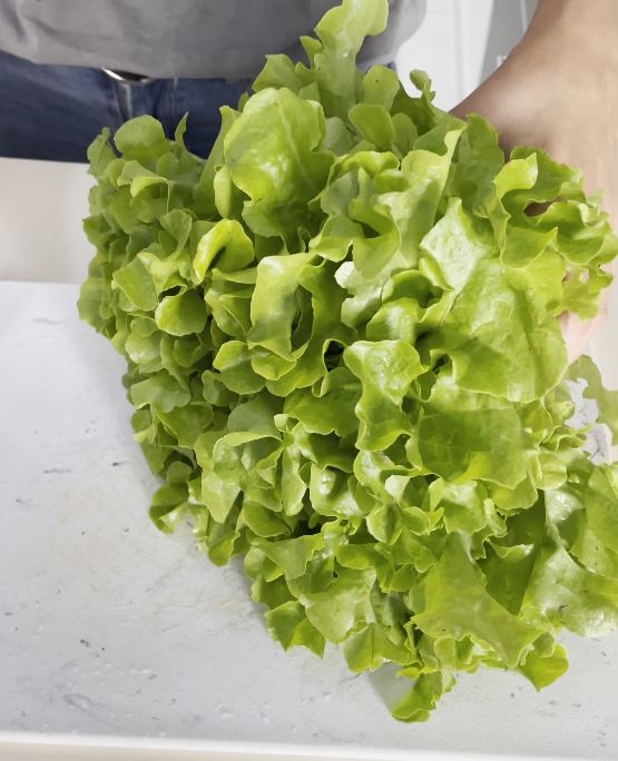 Consejos para mantener la lechuga fresca